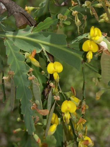 Bossiaea bossiaeoides (Holly-leaved Pea Flower) — Territory Native Plants