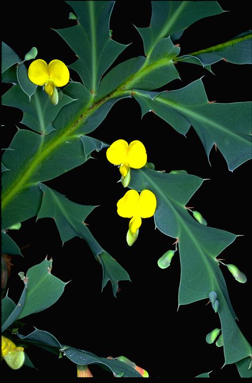 Bossiaea bossiaeoides (Holly-leaved Pea Flower) — Territory Native Plants