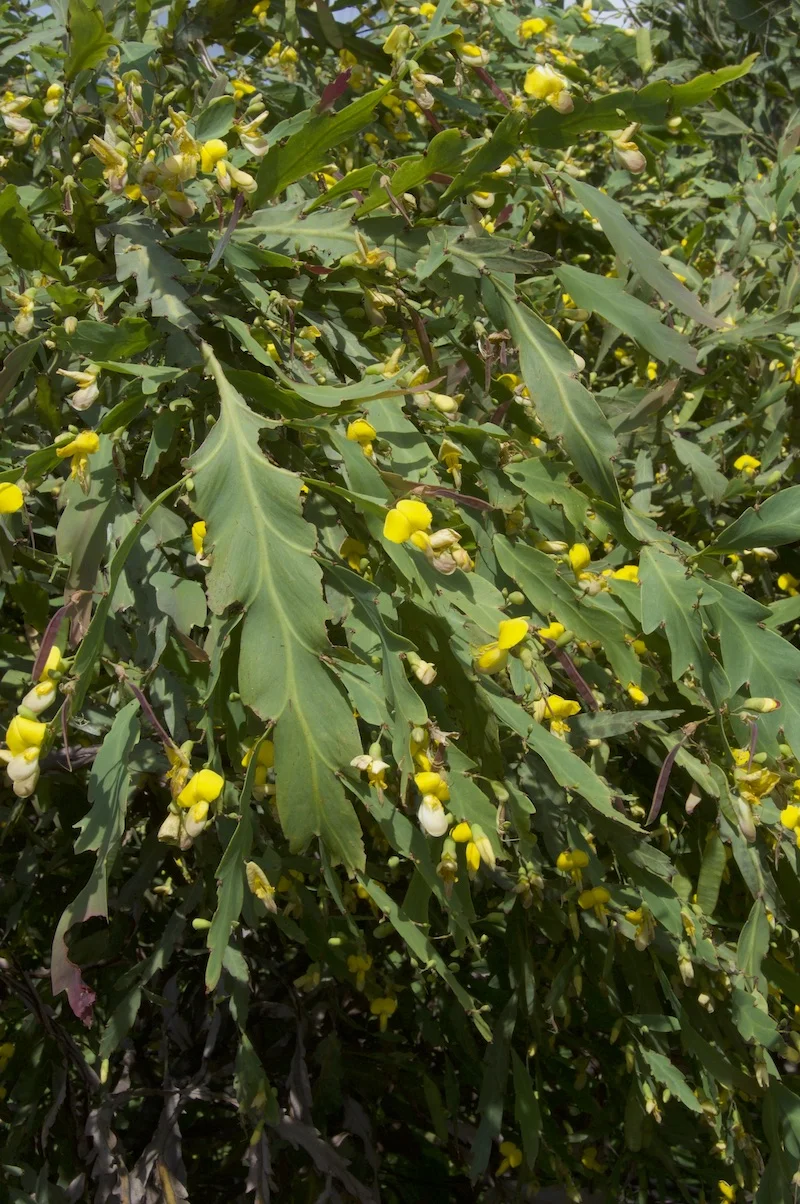 Bossiaea bossiaeoides (Holly-leaved Pea Flower) — Territory Native Plants
