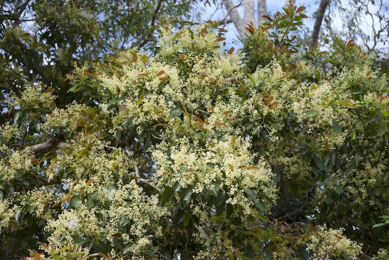 Buchanania arborescens (Little gooseberry) — Territory Native Plants