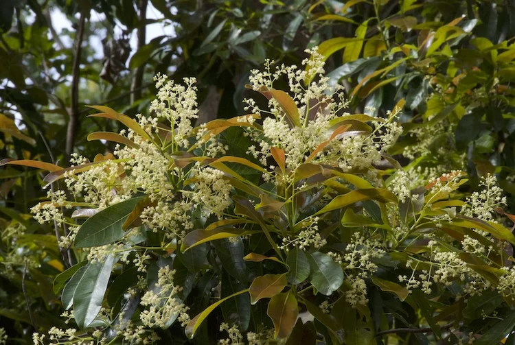 Buchanania arborescens (Little gooseberry) — Territory Native Plants