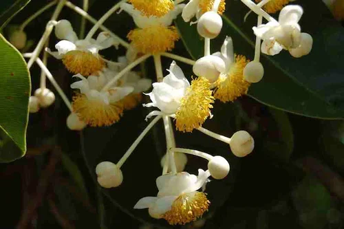 Calophyllum inophyllum (Beauty Leaf) — Territory Native Plants