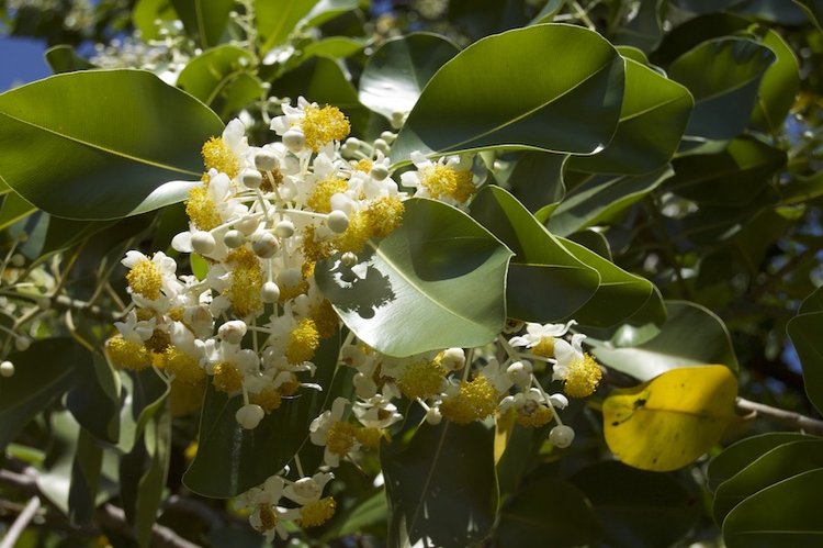 Calophyllum inophyllum (Beauty Leaf) — Territory Native Plants