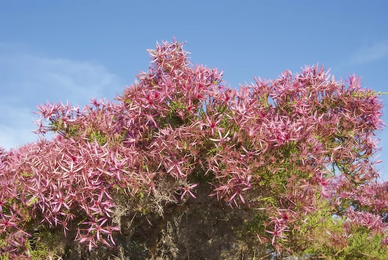 Calytrix exstipulata (Pink Turkey Bush) — Territory Native Plants