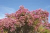 Calytrix exstipulata (Pink Turkey Bush) — Territory Native Plants