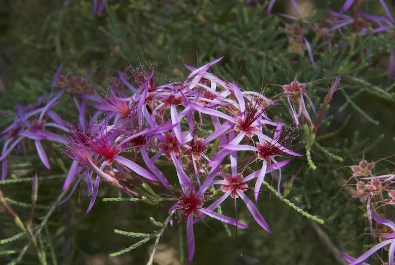 Calytrix exstipulata (Pink Turkey Bush) — Territory Native Plants