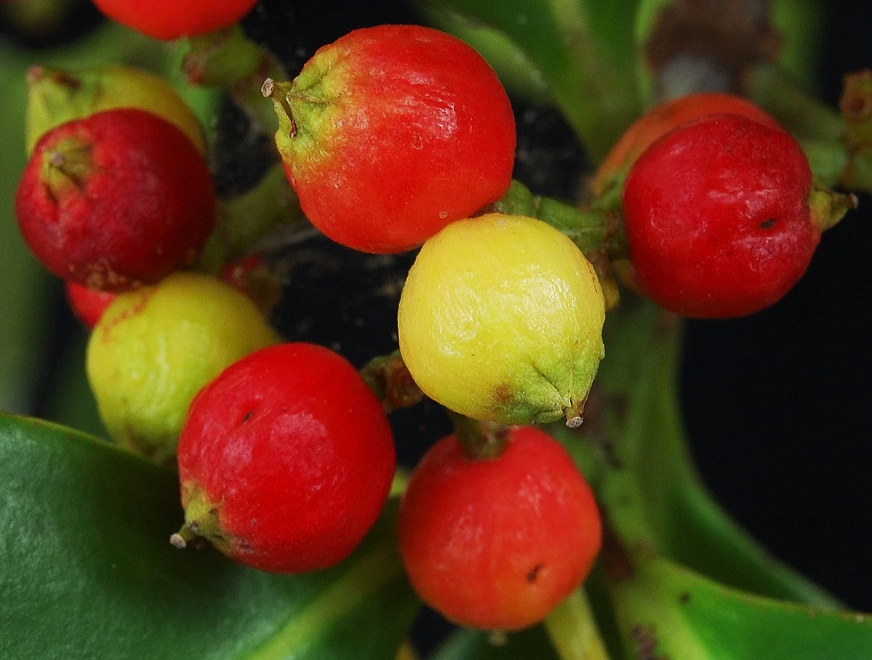 Edible Fruits — Territory Native Plants