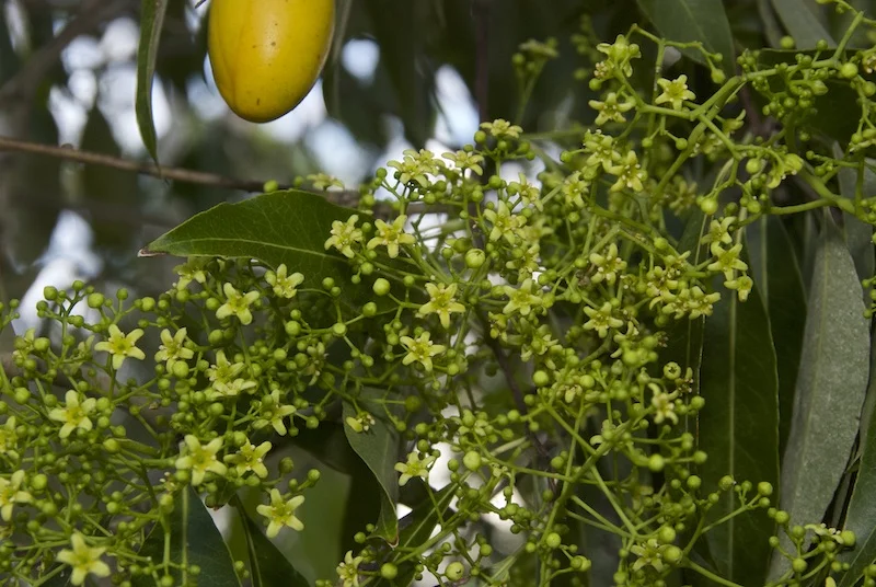 Denhamia obscura (Wooodland Feature) — Territory Native Plants