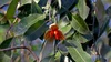 Denhamia obscura (Wooodland Feature) — Territory Native Plants