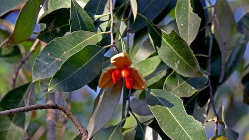 Denhamia obscura (Wooodland Feature) — Territory Native Plants