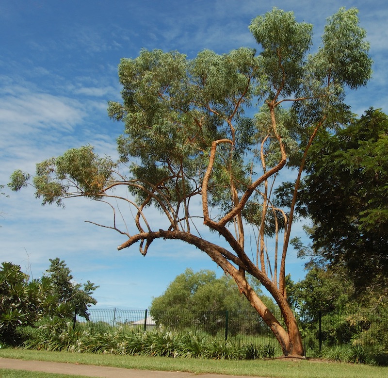 Eucalyptus phoenicea (Scarlet gum) — Territory Native Plants
