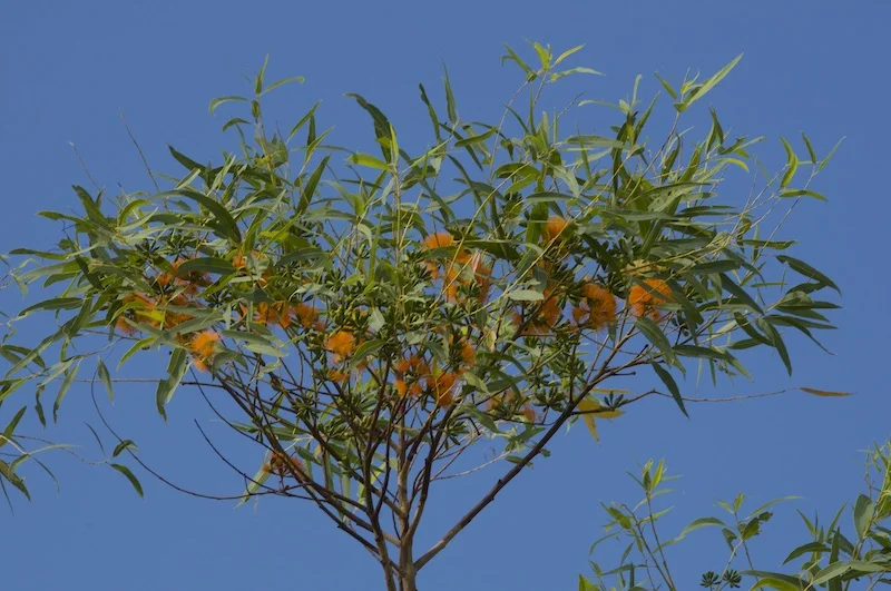 Eucalyptus phoenicea (Scarlet gum) — Territory Native Plants