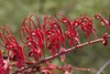 Grevillea dryandri (Dryandri) — Territory Native Plants