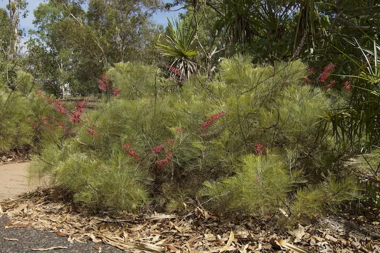 Grevillea dryandri (Dryandri) — Territory Native Plants