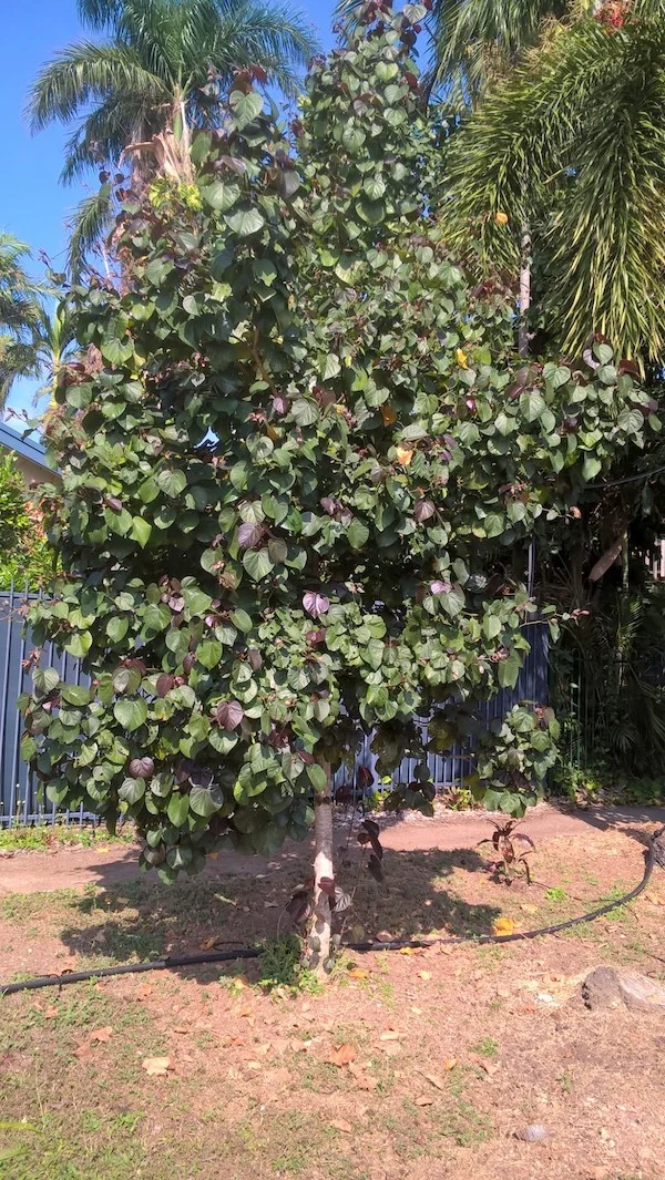 Hibiscus tiliaceus rubra (Red Beach Hibiscus) — Territory Native Plants