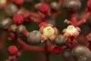 Leea rubra (Red Rubra) — Territory Native Plants