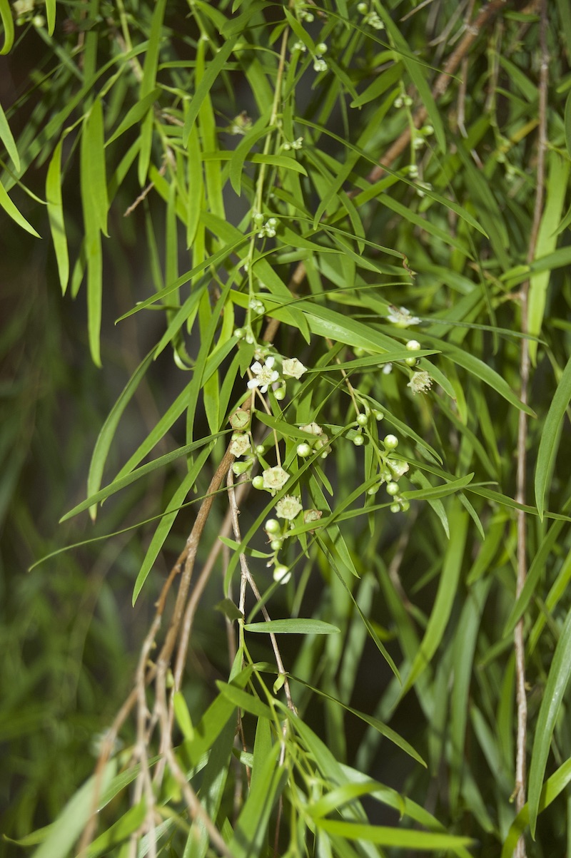 Leptospermum madidum (Weeping Tea Tree) — Territory Native Plants