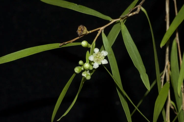 Leptospermum madidum (Weeping Tea Tree) — Territory Native Plants