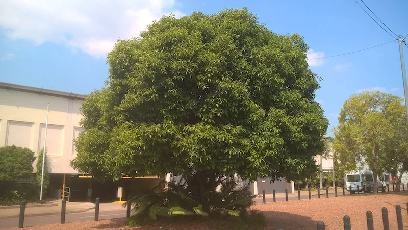 Mimusops elengi (Red Condoo/Spanish Cherry) — Territory Native Plants