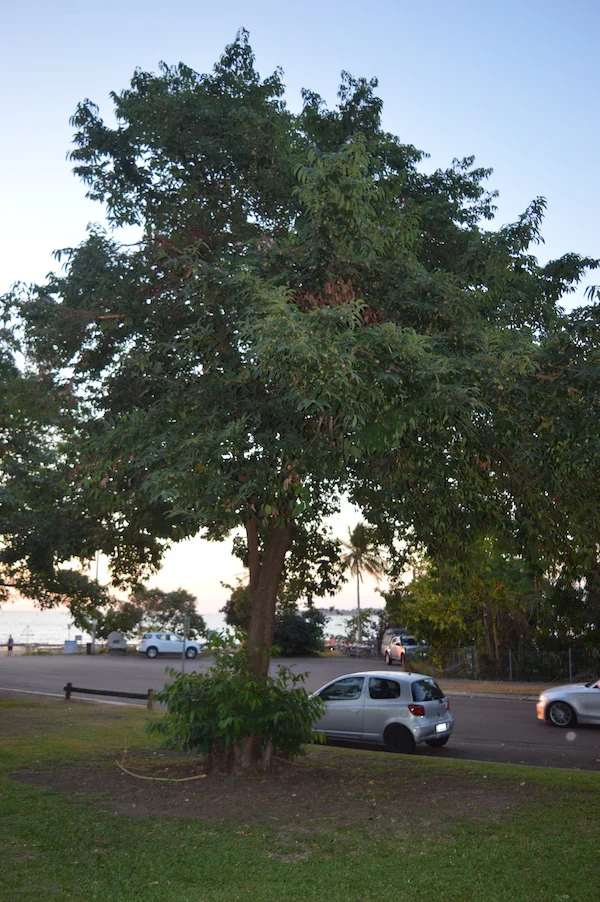 Myristica insipida (Wild Nutmeg) — Territory Native Plants
