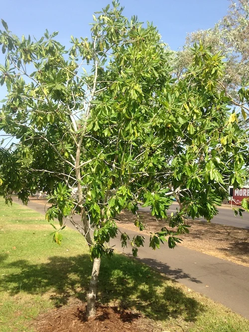 Pittosporum moluccanum (Atlas Moth Plant) — Territory Native Plants