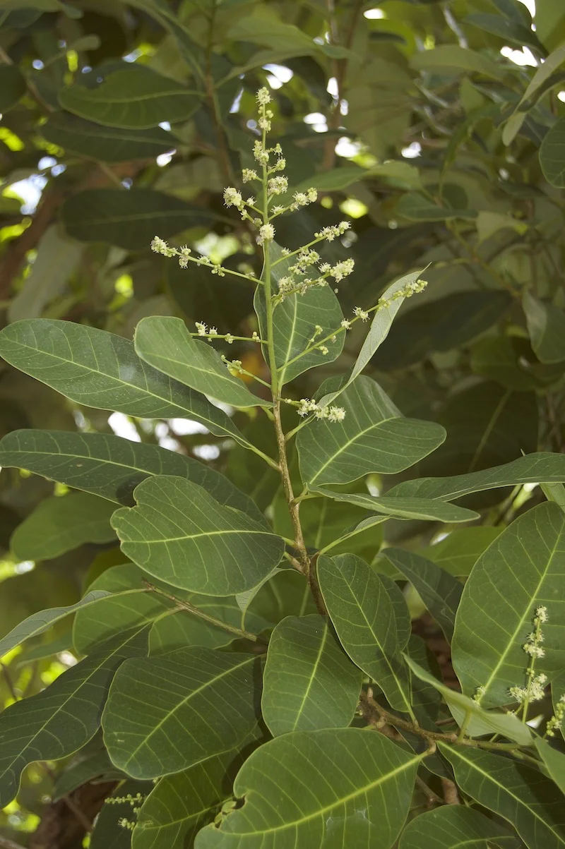 Semecarpus australiensis (Native Cashew) — Territory Native Plants