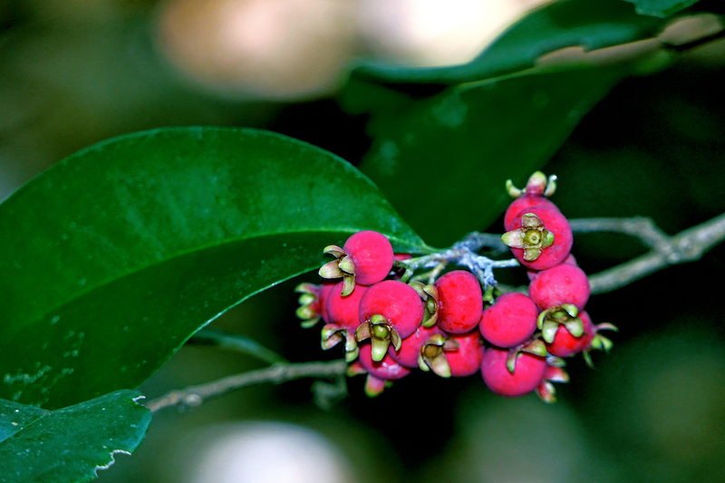Syzygium fibrosum (Small Red Bush Apple) — Territory Native Plants