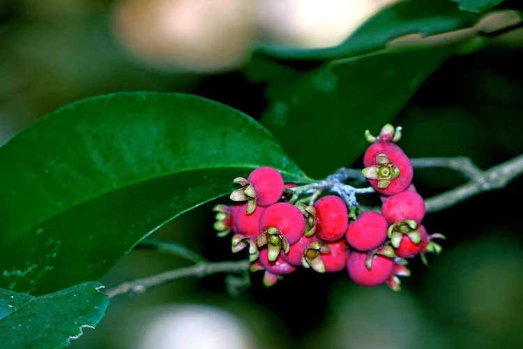 Syzygium fibrosum (Small Red Bush Apple) — Territory Native Plants