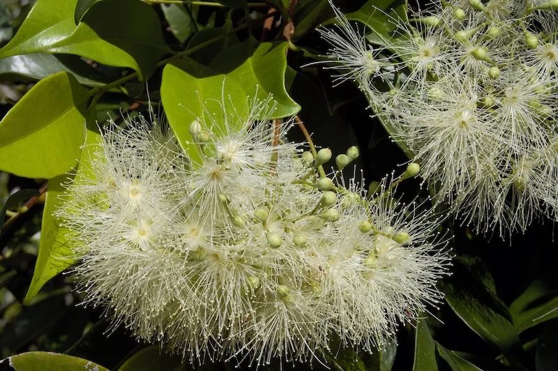 Syzygium fibrosum (Small Red Bush Apple) — Territory Native Plants