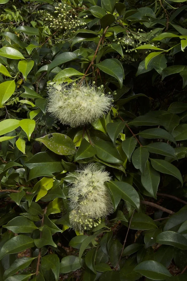 Syzygium fibrosum (Small Red Bush Apple) — Territory Native Plants
