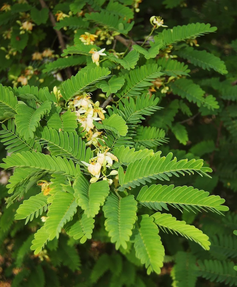 Tamarindus indica (Tamarind) — Territory Native Plants