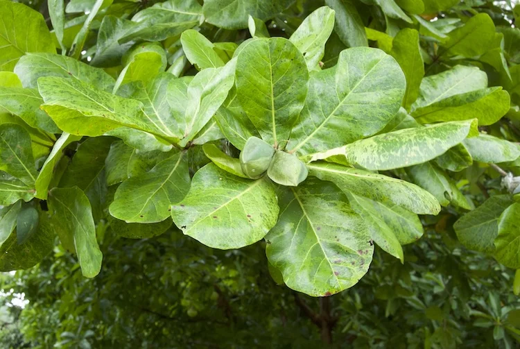 Terminalia catappa (Indian Almond) — Territory Native Plants