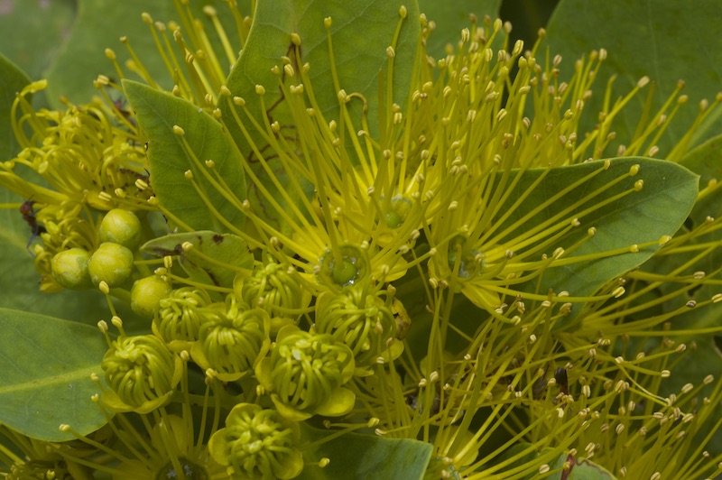 Xanthostemon paradoxus (Bridal tree) — Territory Native Plants