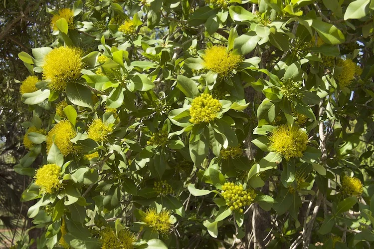Xanthostemon paradoxus (Bridal tree) — Territory Native Plants