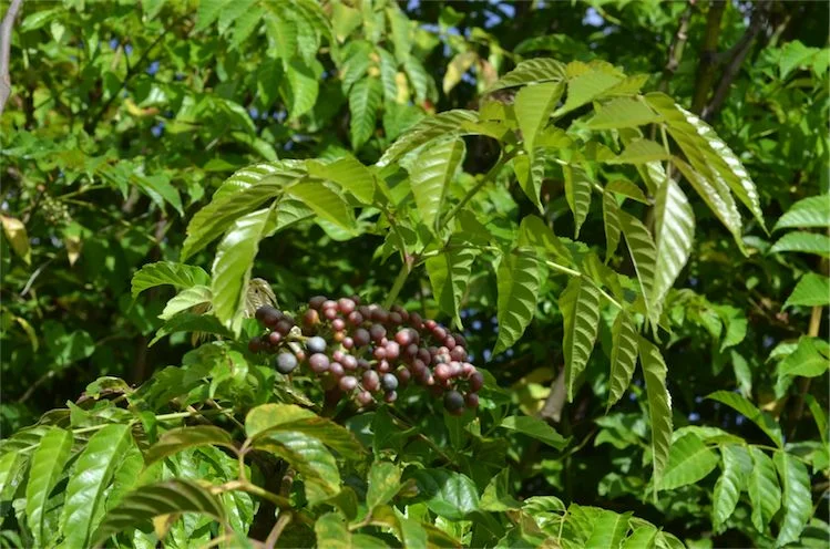 Leea novoguineensis (Bandicoot Berry) — Territory Native Plants