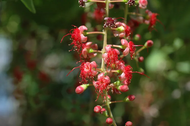 Barringtonia acutangula (Freshwater Mangrove) — Territory Native Plants