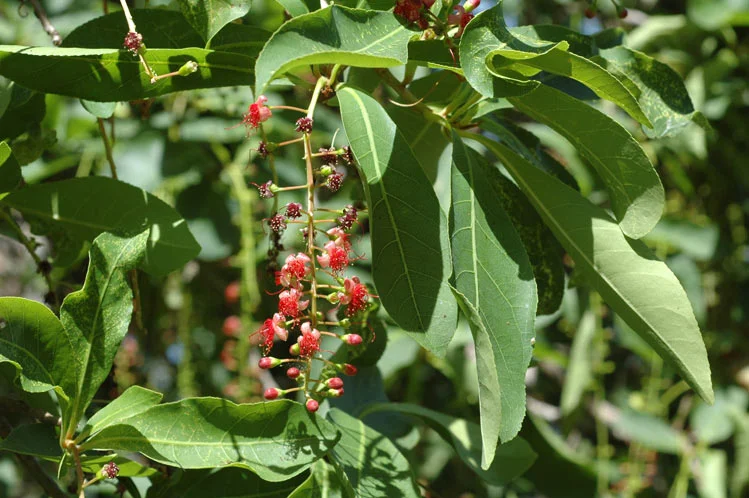 Barringtonia acutangula (Freshwater Mangrove) — Territory Native Plants