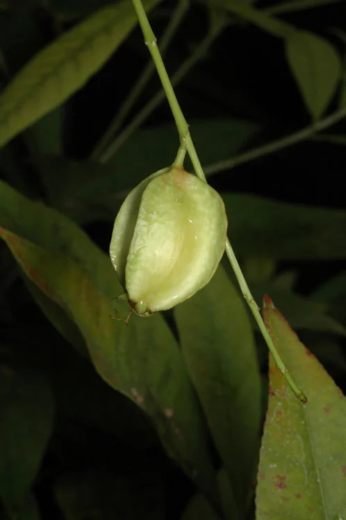 Barringtonia acutangula (Freshwater Mangrove) — Territory Native Plants