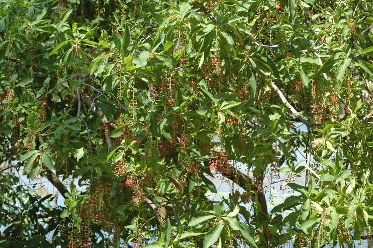 Barringtonia acutangula (Freshwater Mangrove) — Territory Native Plants