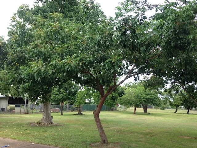 Ganophyllum falcatum (Scaly Ash) — Territory Native Plants