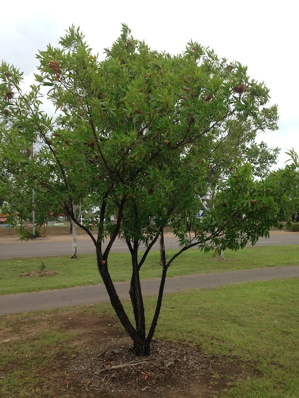 Dodonaea platyptera (Hop Bush) — Territory Native Plants