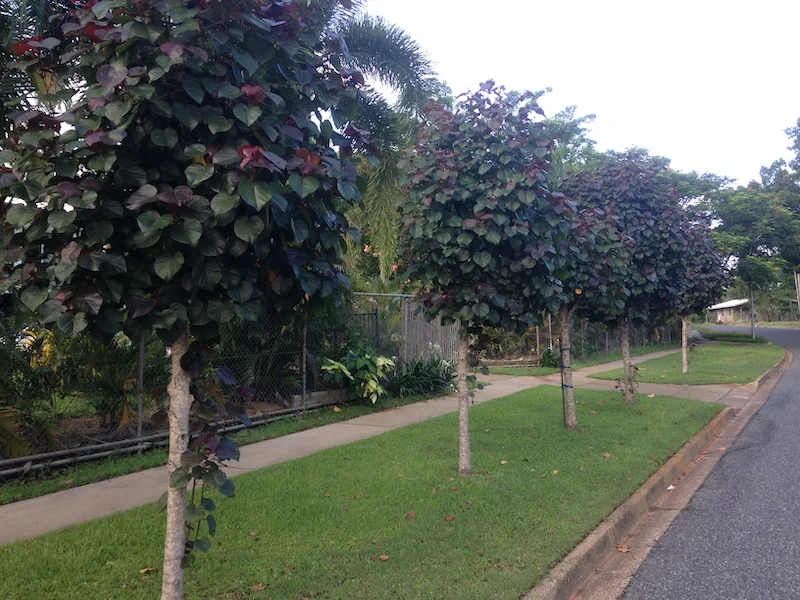 Hibiscus tiliaceus rubra (Red Beach Hibiscus) — Territory Native Plants