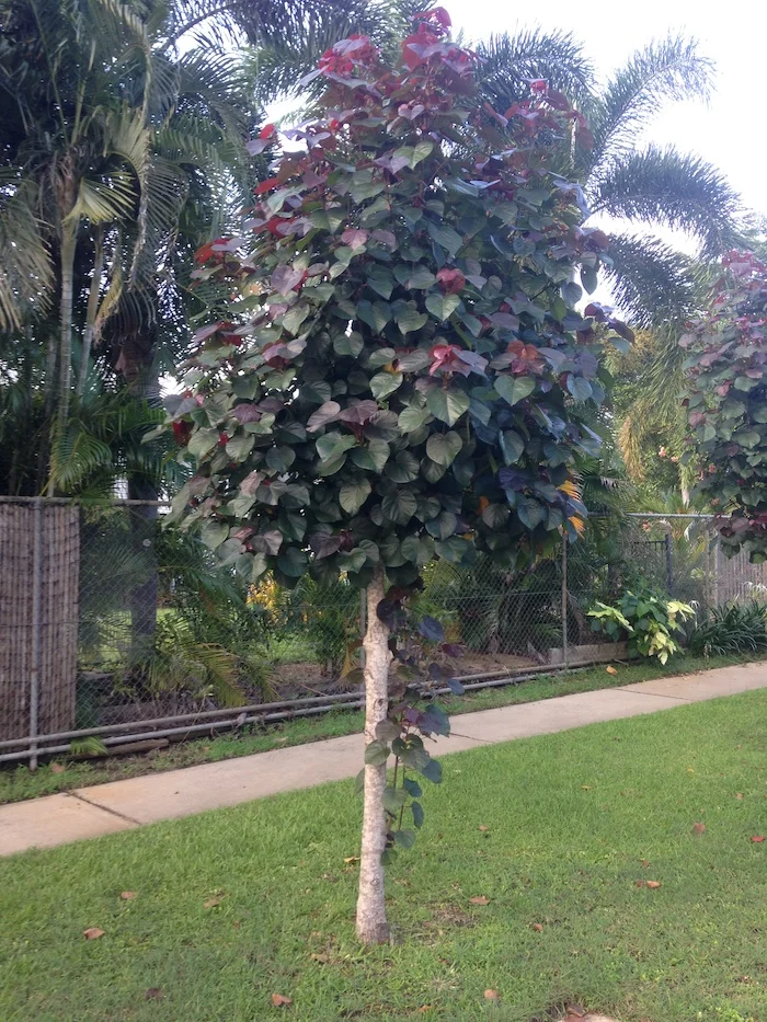 Hibiscus tiliaceus rubra (Red Beach Hibiscus) — Territory Native Plants