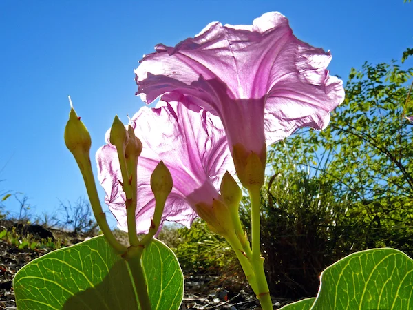 Territory Native Plants
