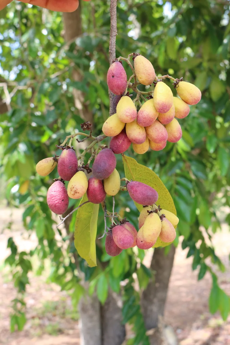 Maranthes corymbosa (White Cloud Tree) — Territory Native Plants