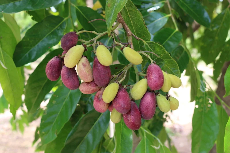 Maranthes corymbosa (White Cloud Tree) — Territory Native Plants