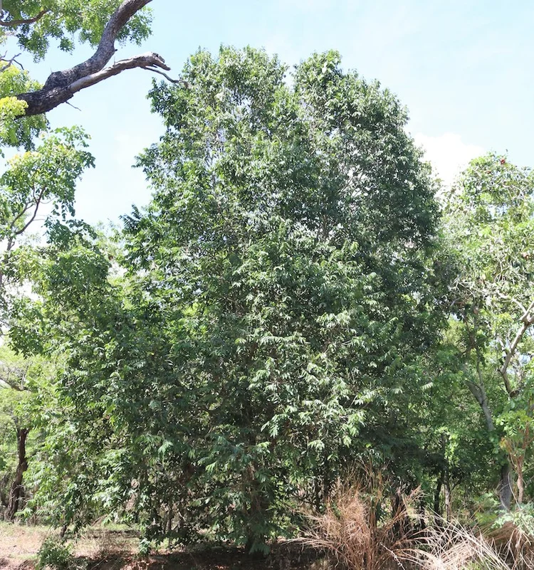 Maranthes corymbosa (White Cloud Tree) — Territory Native Plants