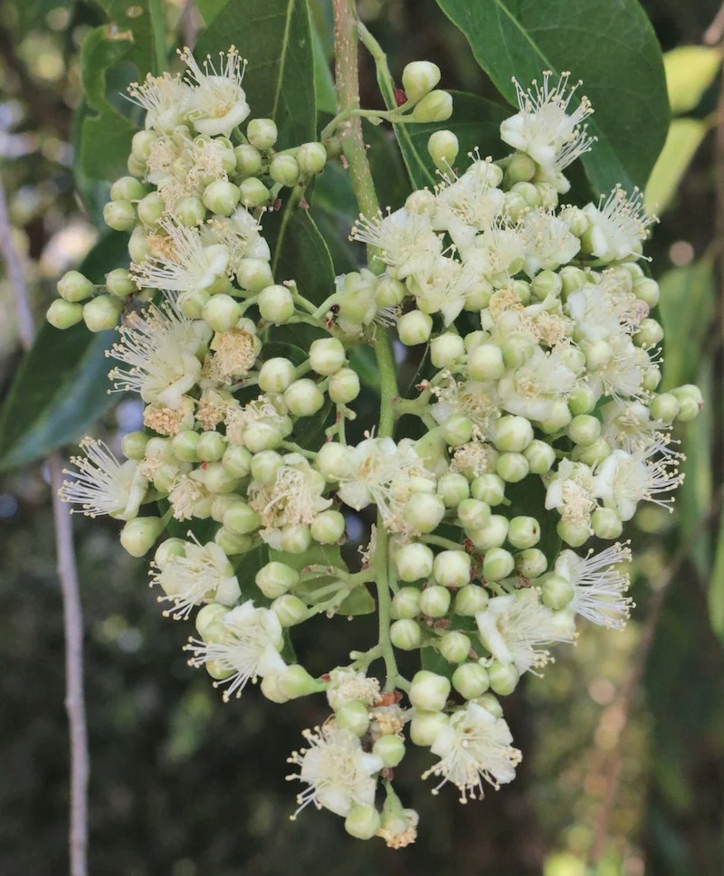 Maranthes corymbosa (White Cloud Tree) — Territory Native Plants
