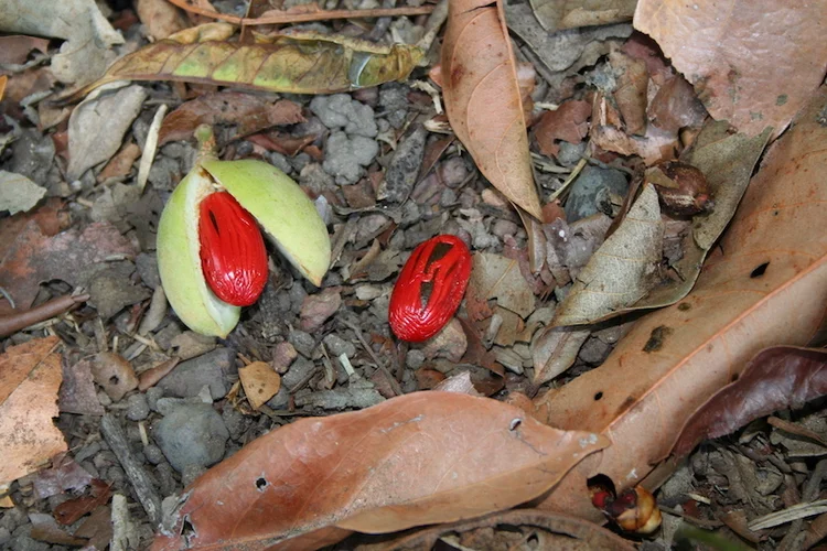 Myristica insipida (Wild Nutmeg) — Territory Native Plants