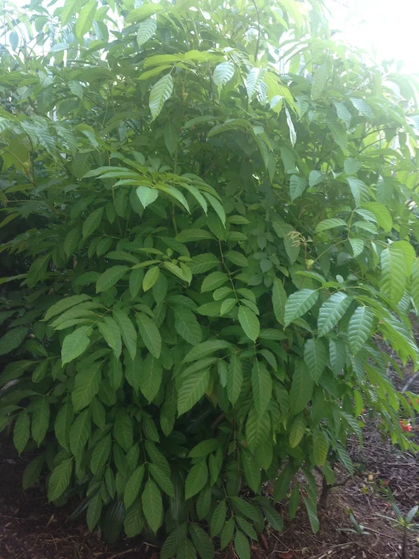 Leea novoguineensis (Bandicoot Berry) — Territory Native Plants